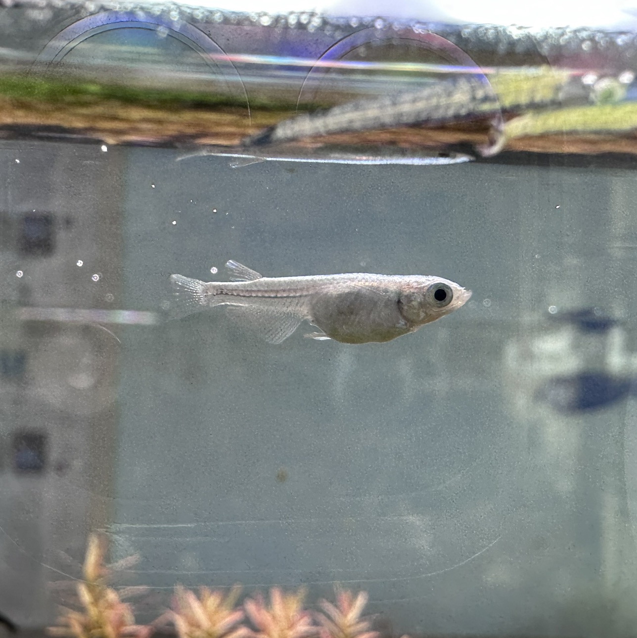 Freshwater Tropical Fish: Platinum Medaka Rice Fish - ORYZIAS LATIPES ...