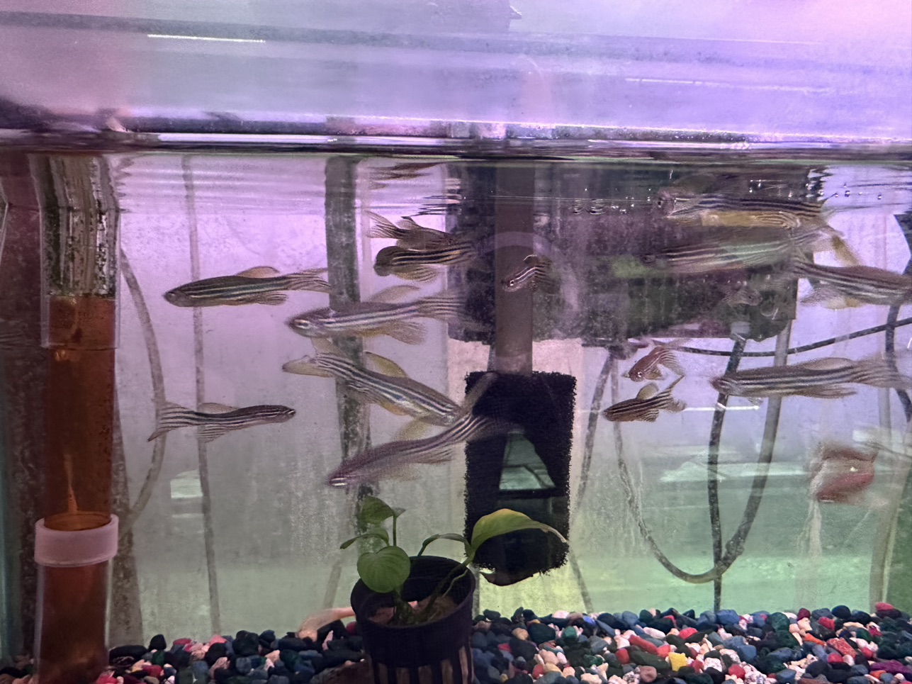 Longfin Zebra Danio - Pet Zone Tropical Fish - San Diego, California