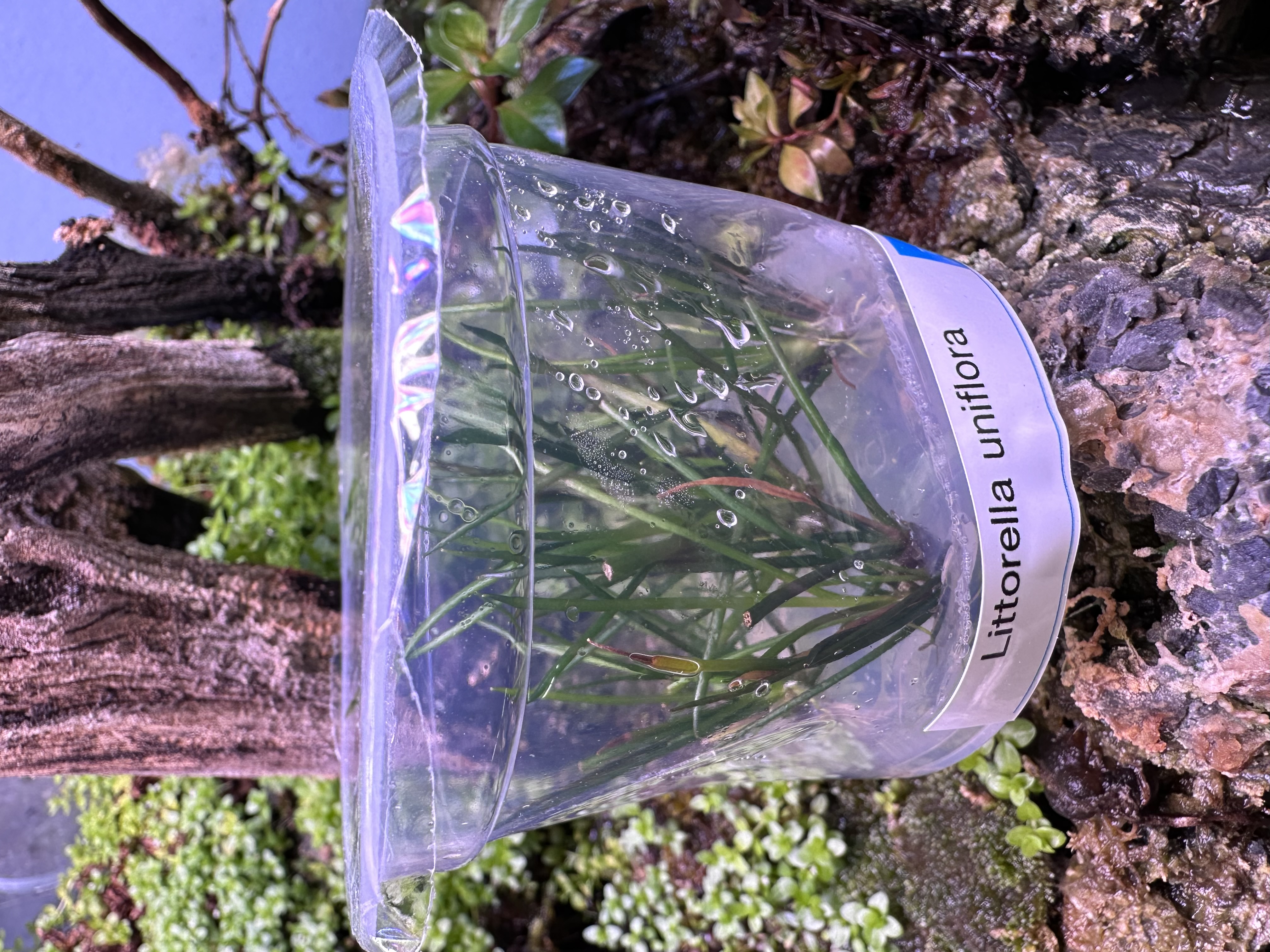 Littorella Uniflora Tissue Culture