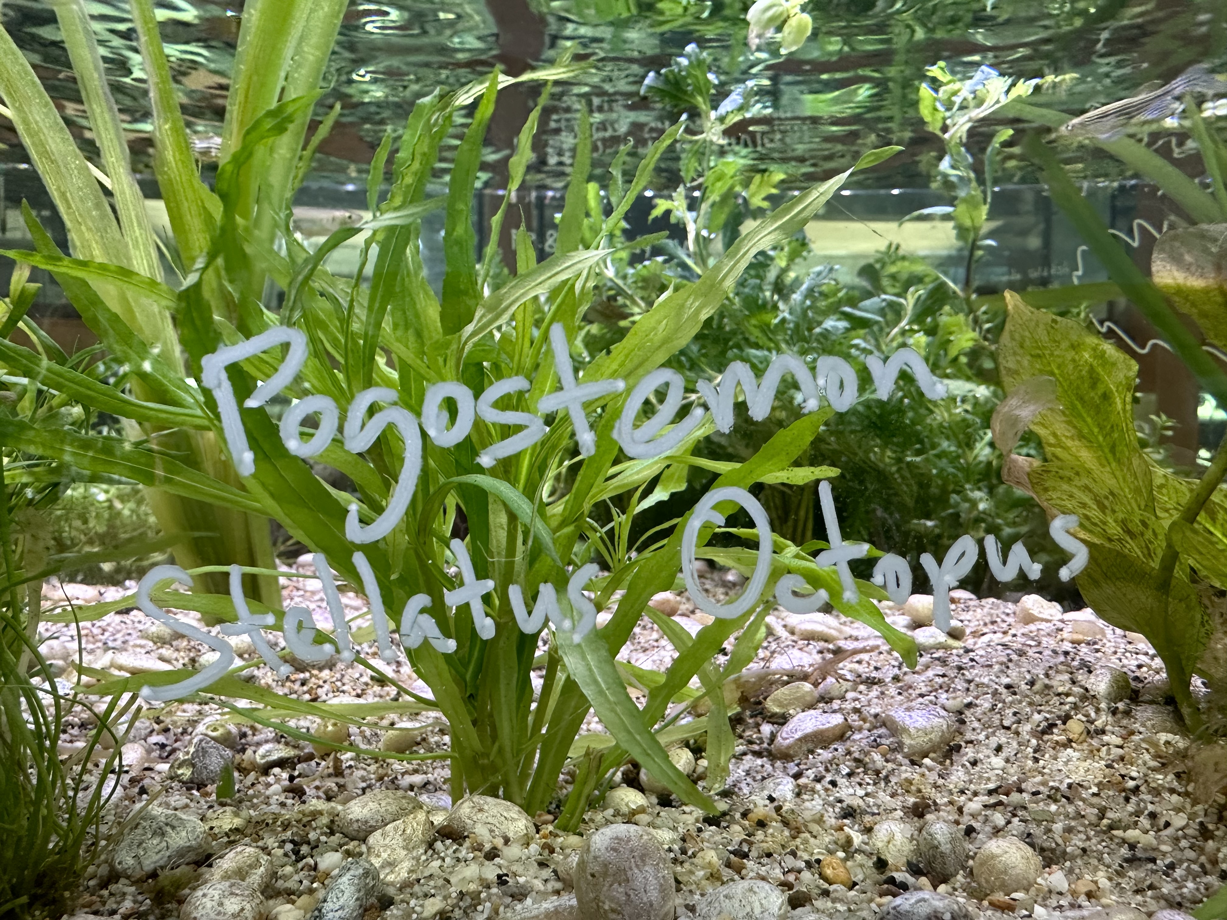 Pogostemon Stellata Octopus