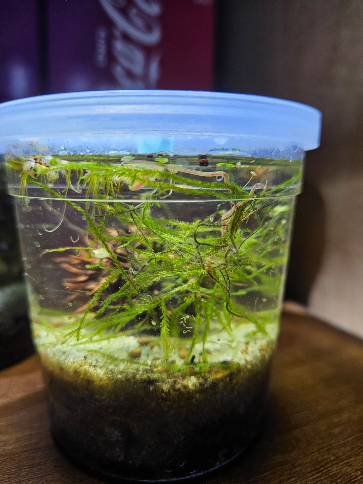 Microfauna Culture Cups - Your Miniature Ecosystem! - Pet Zone Tropical ...