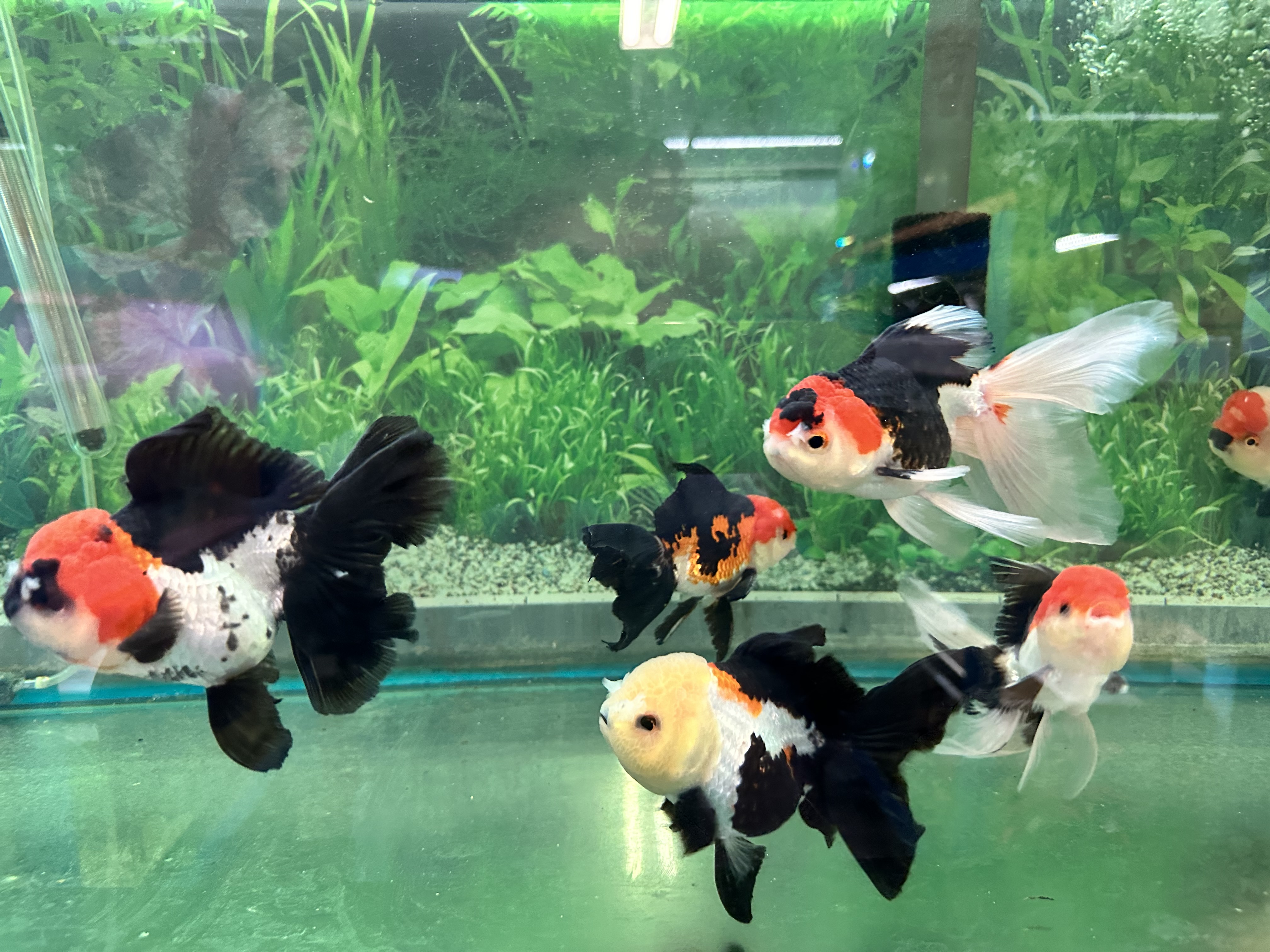 Tri Color Oranda