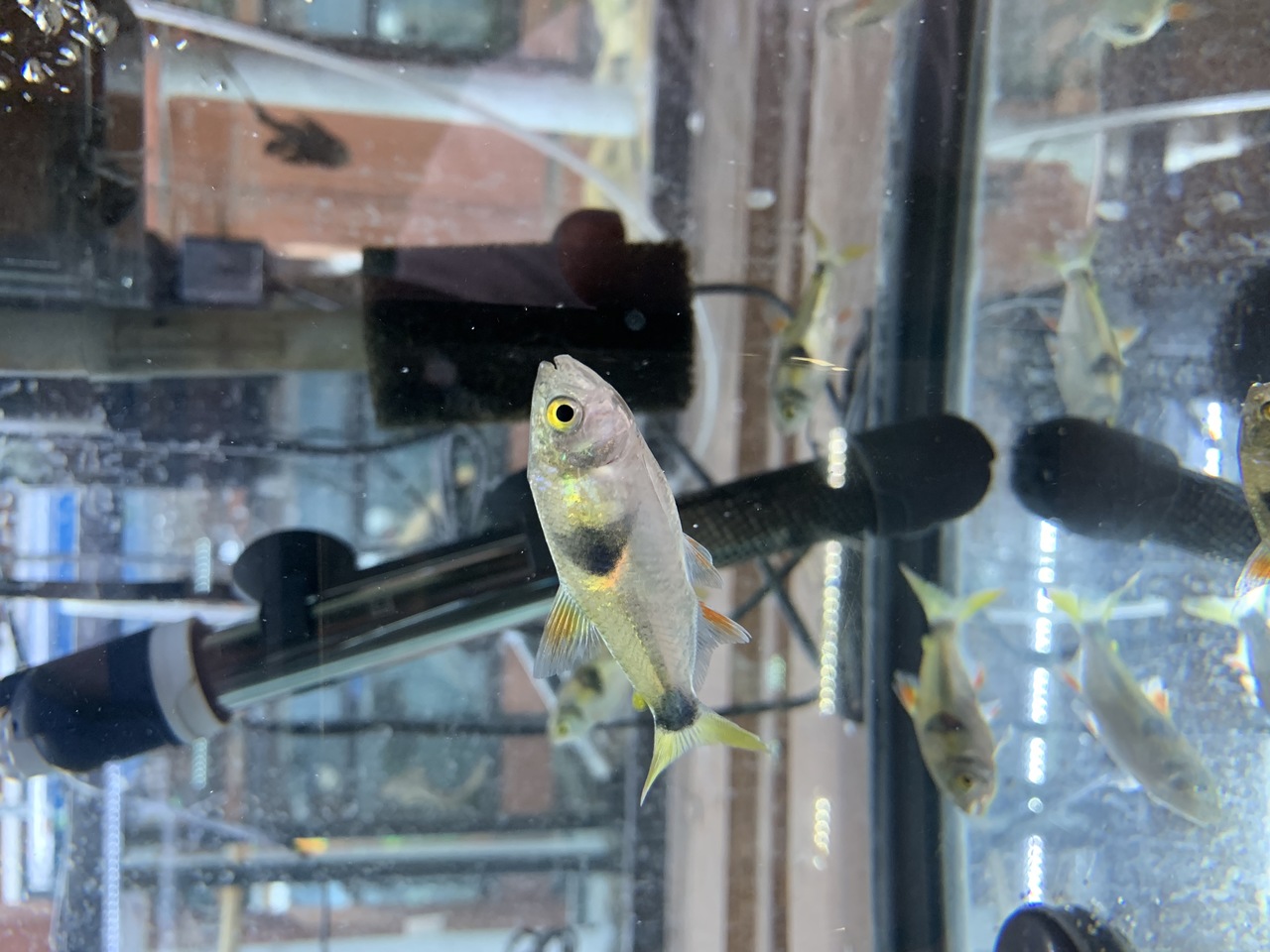 Freshwater Tropical Fish: Exodon Bucktooth Tetra - Exodon paradoxus