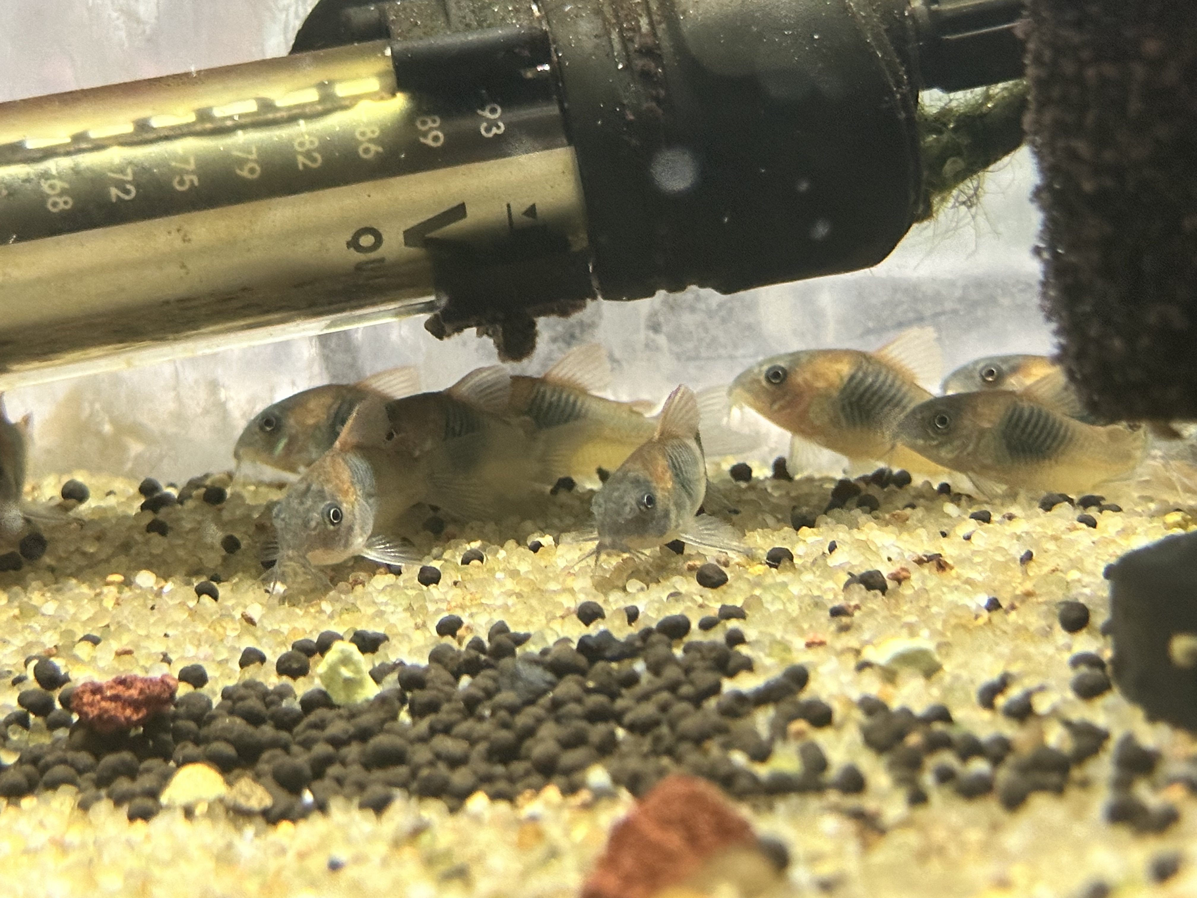 Buy Orange Venezuelan Cory Cat | Colorful Freshwater Aquarium Fish