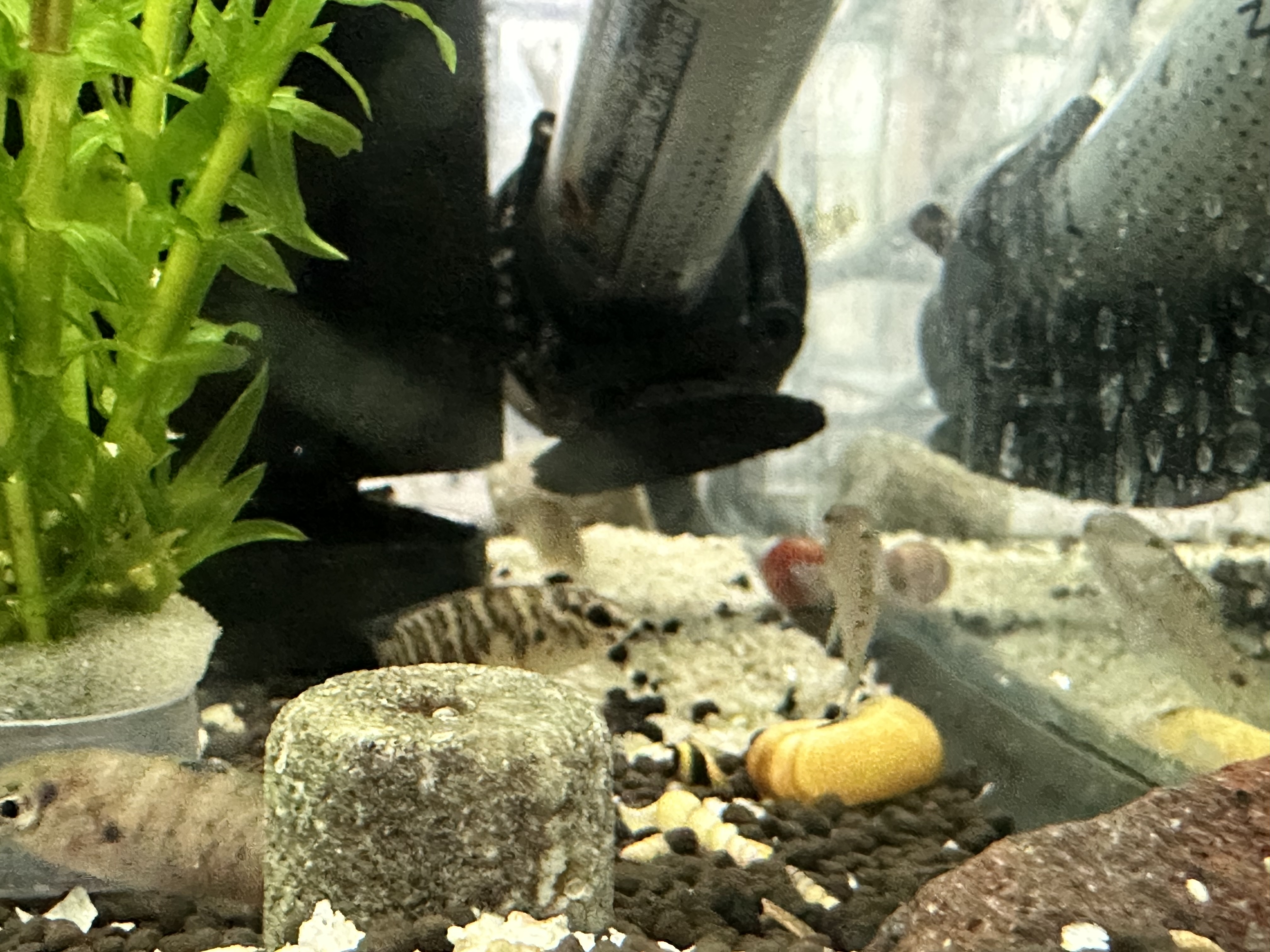 Buy Blue Indian Badis (Badis badis) | PetZone SD