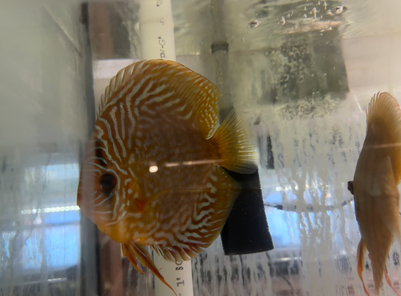 Breeding Pair of Discus Fish for Sale | Vibrant & Healthy Discus Breeders
