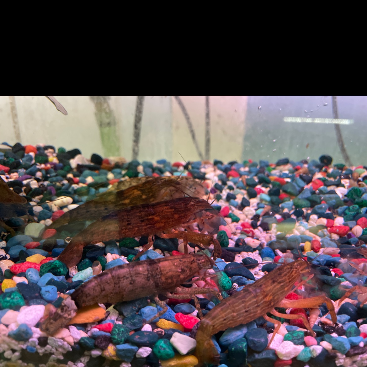 Tropical Inverts For Freshwater Aquariums: Bamboo Shrimp (Wood Shrimp)