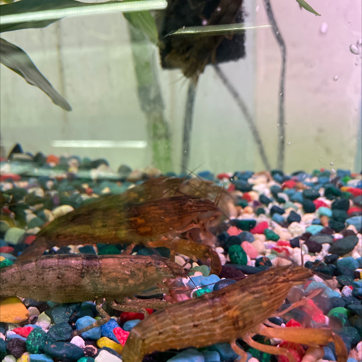 Tropical Inverts For Freshwater Aquariums: Bamboo Shrimp (Wood Shrimp)