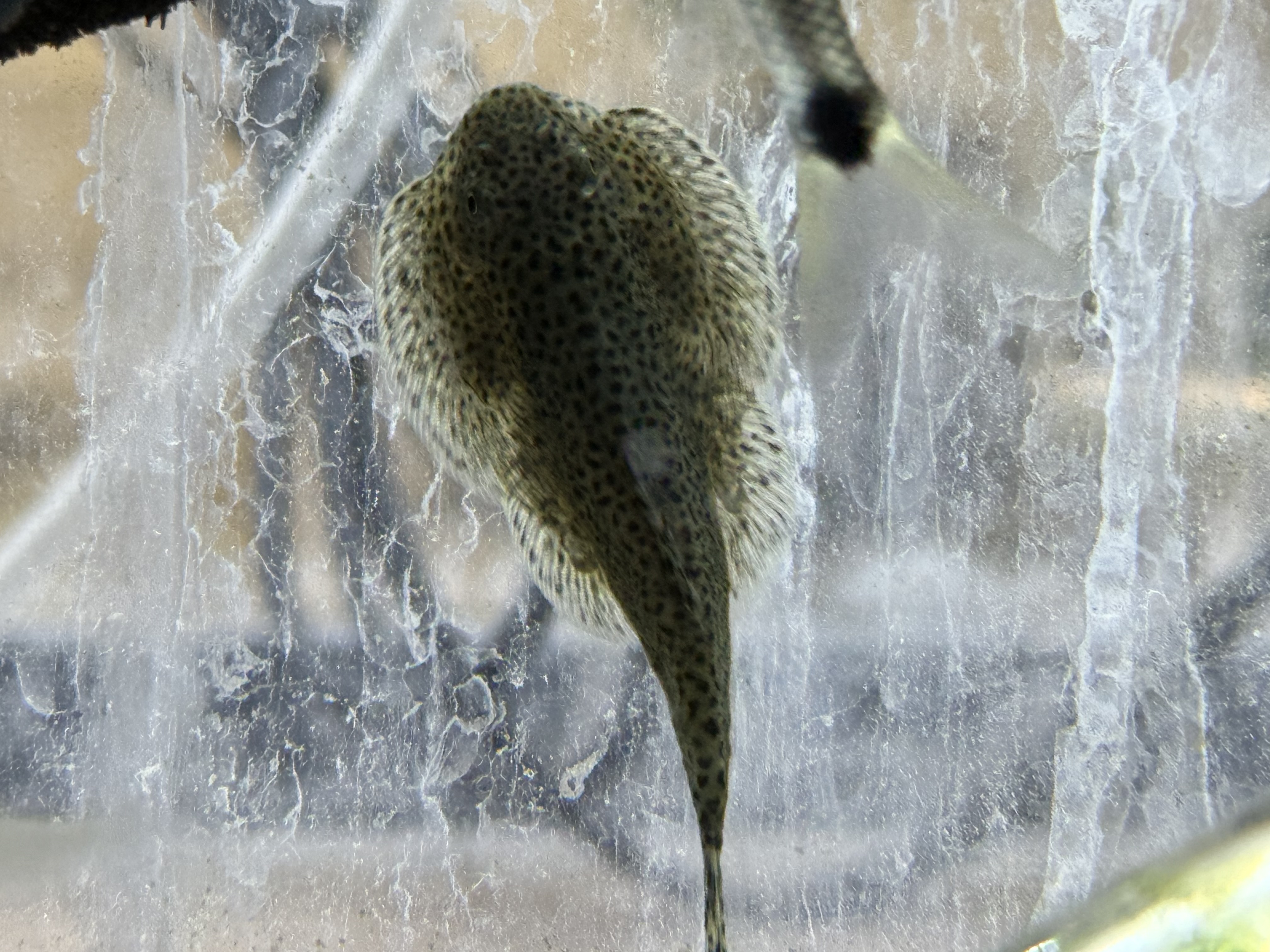 Butterfly Hillstream Loach