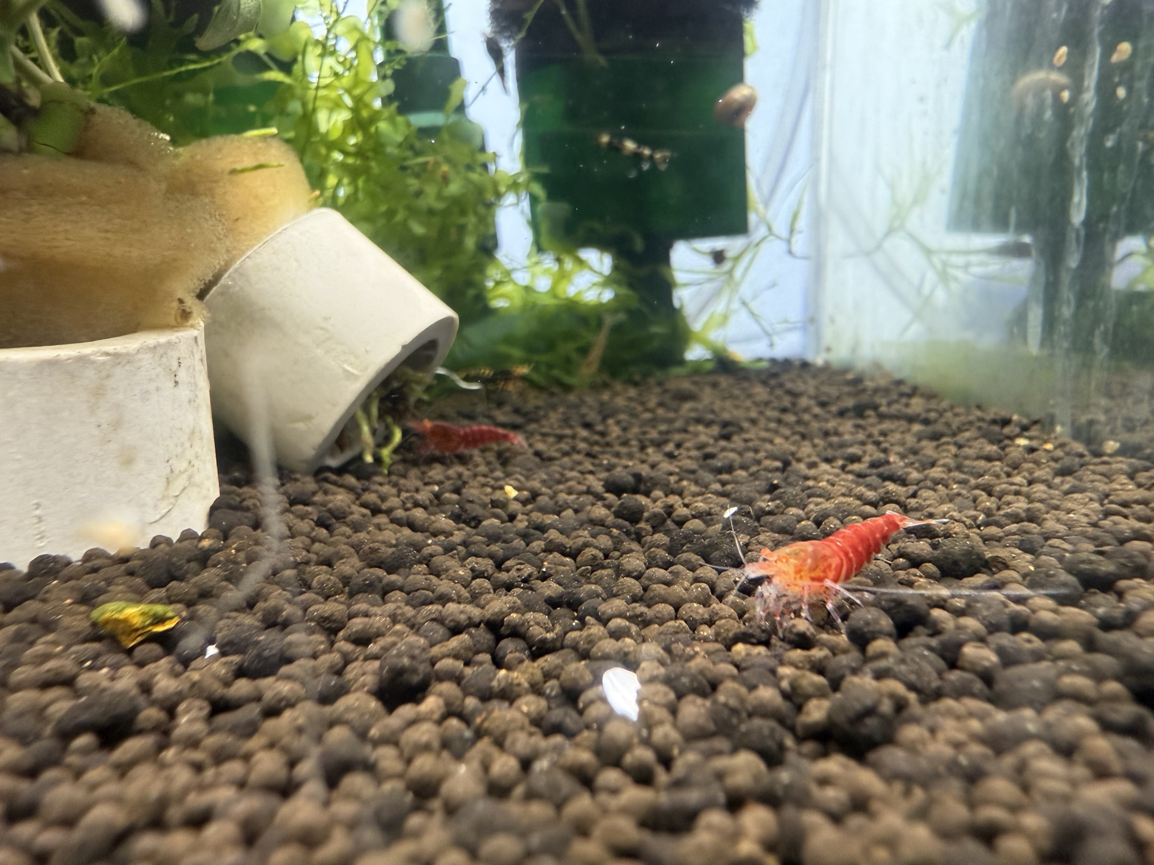 Assorted Caridina Males