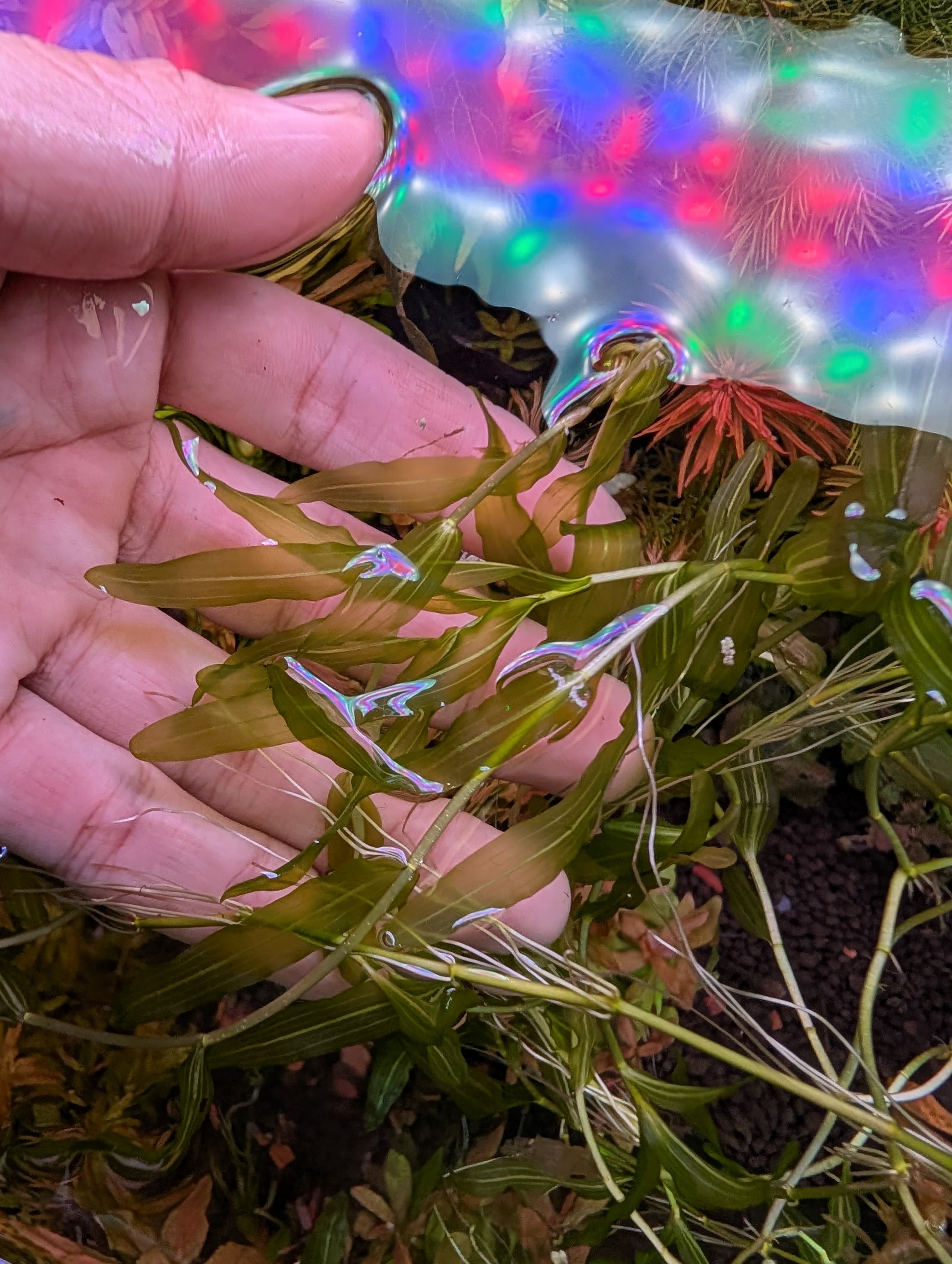 Potamogeton perfoliatus (Clasping-Leaf Pondweed) - Live Aquarium Plant ...