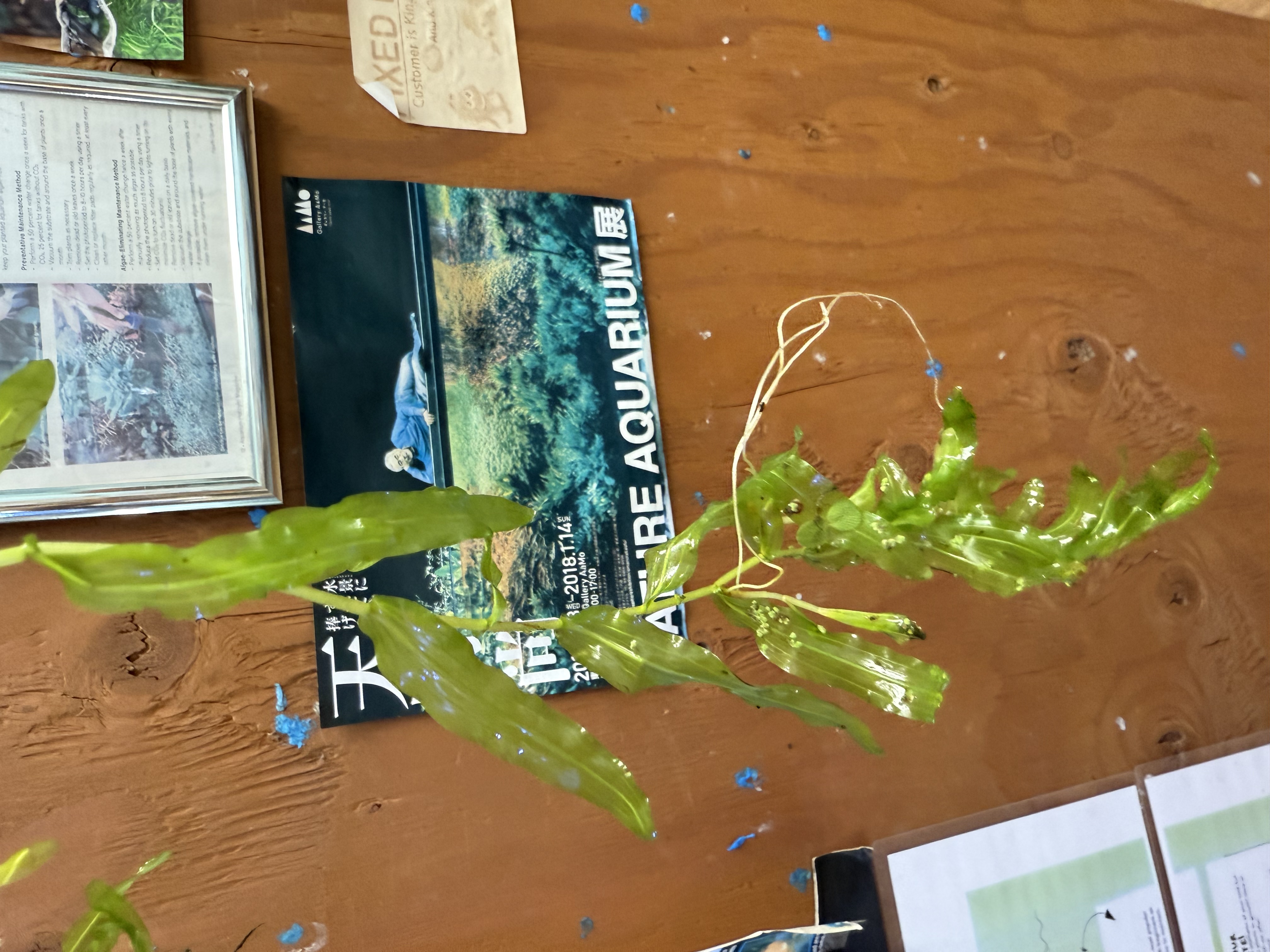 Potamogeton perfoliatus (Clasping-Leaf Pondweed) - Live Aquarium Plant ...