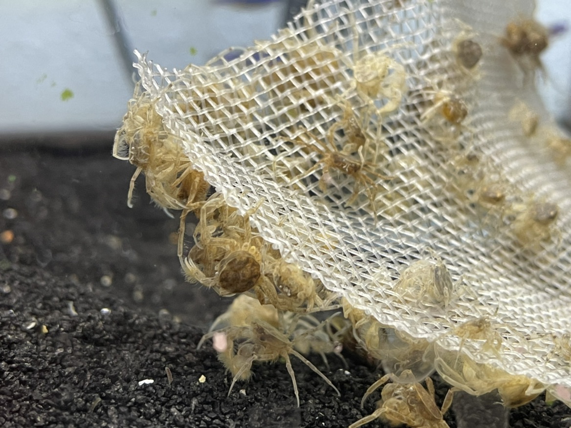 Buy Thai Micro Spider Crabs (Limnopilos naiyanetri) | Freshwater Nano Crabs