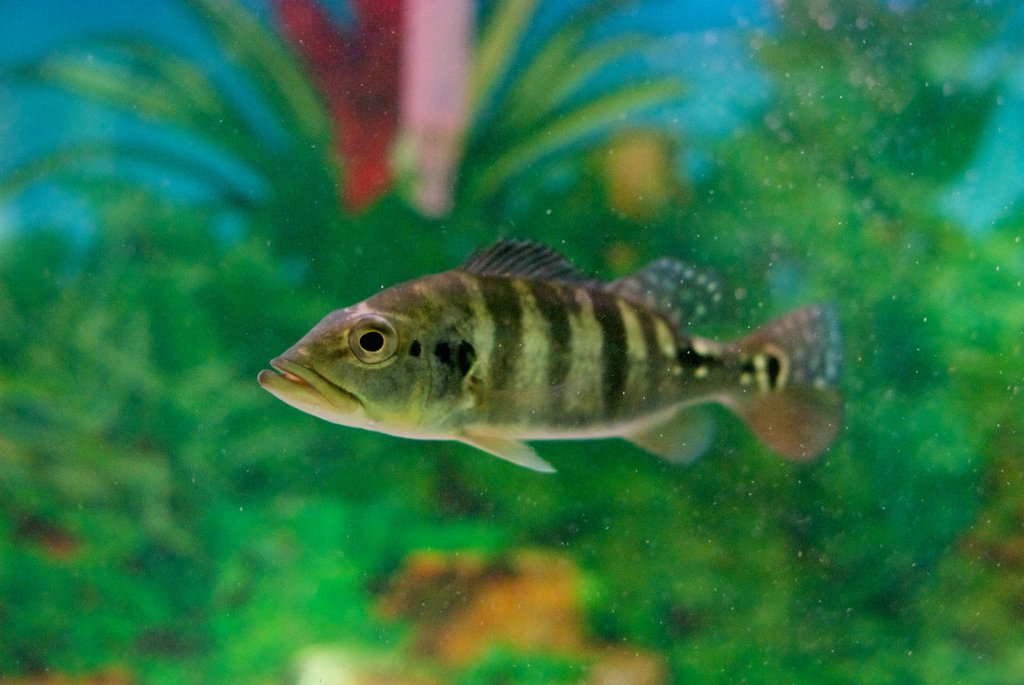 Carnivorous Tropical Fish: Azul Peacock Bass