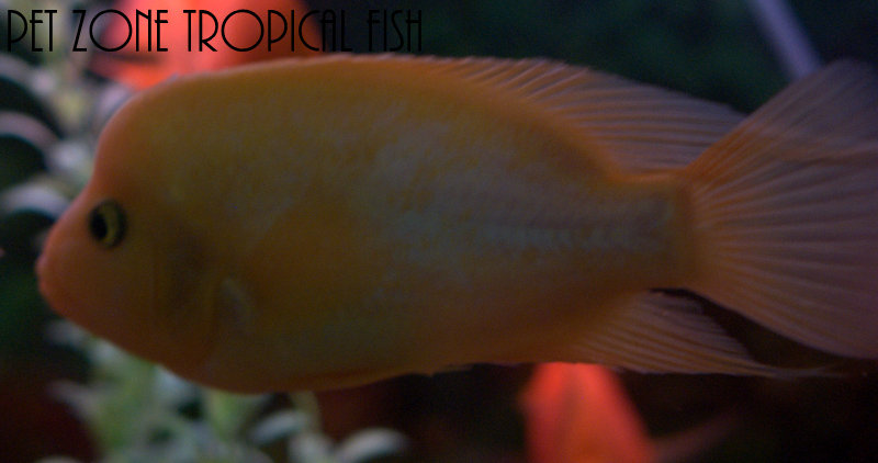Buy Red Devil Cichlid (Amphilophus labiatus) | Aggressive Cichlids for ...