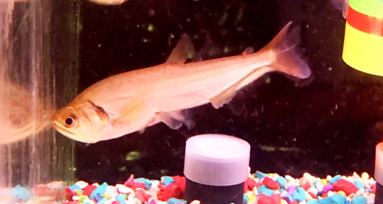 Predator Fish For Sale: Payara Vampire Tetra