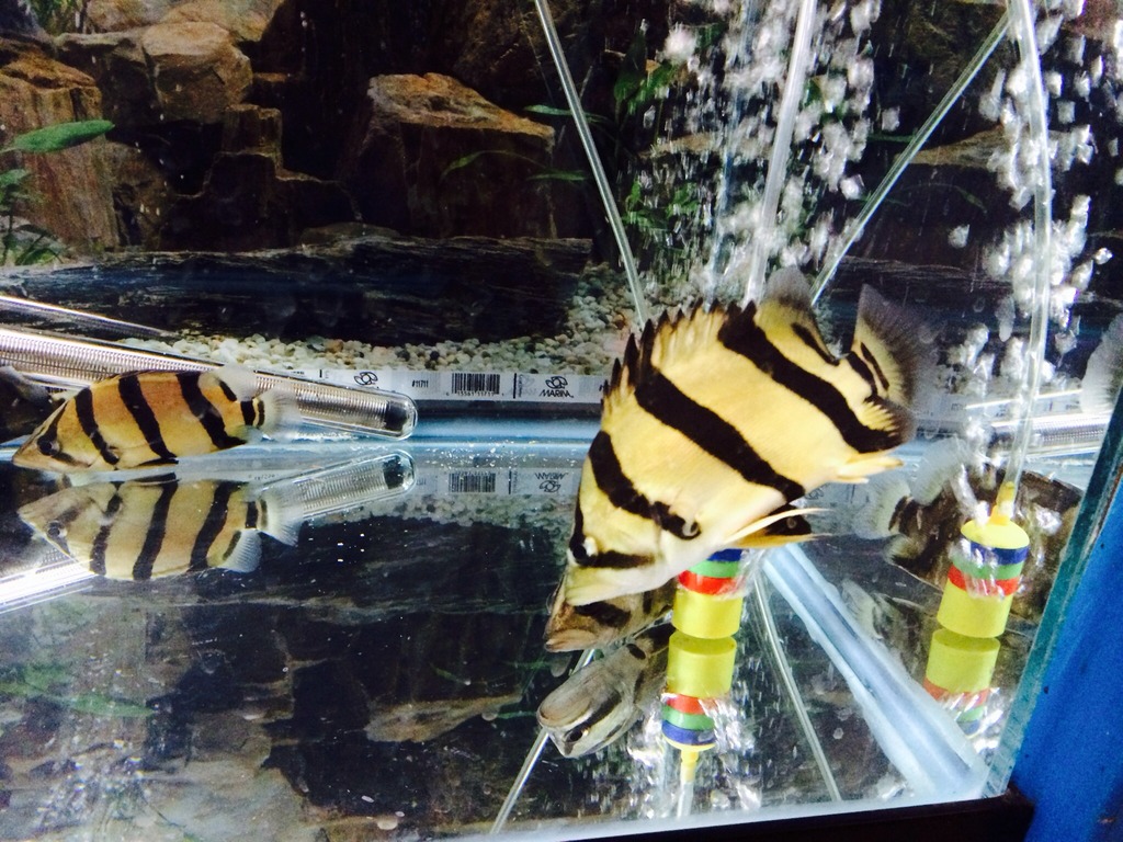 Freshwater Tropical Fish: Tiger Datnoid