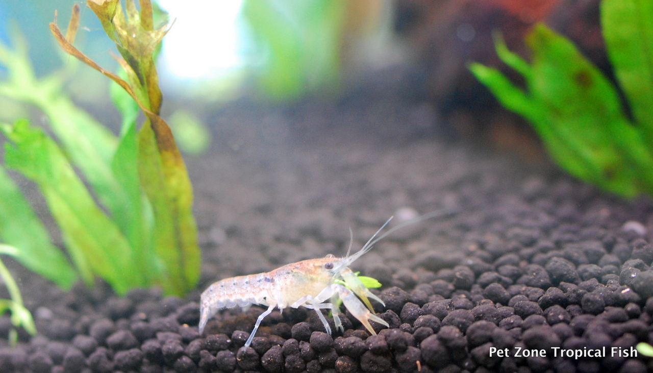 Freshwater Inverts: Mexican Blue Dwarf Crayfish