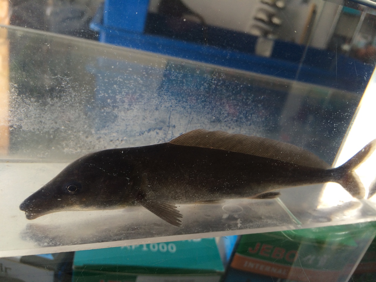 Freshwater Tropical Fish: Dolphin Fish - Mormyrus longirostris (Eastern ...