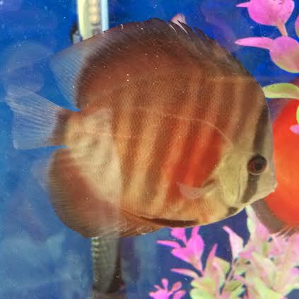 Rose Red Discus - Pet Zone Tropical Fish - San Diego, California