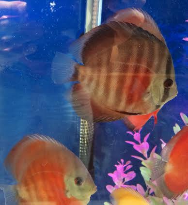 Rose Red Discus - Pet Zone Tropical Fish - San Diego, California