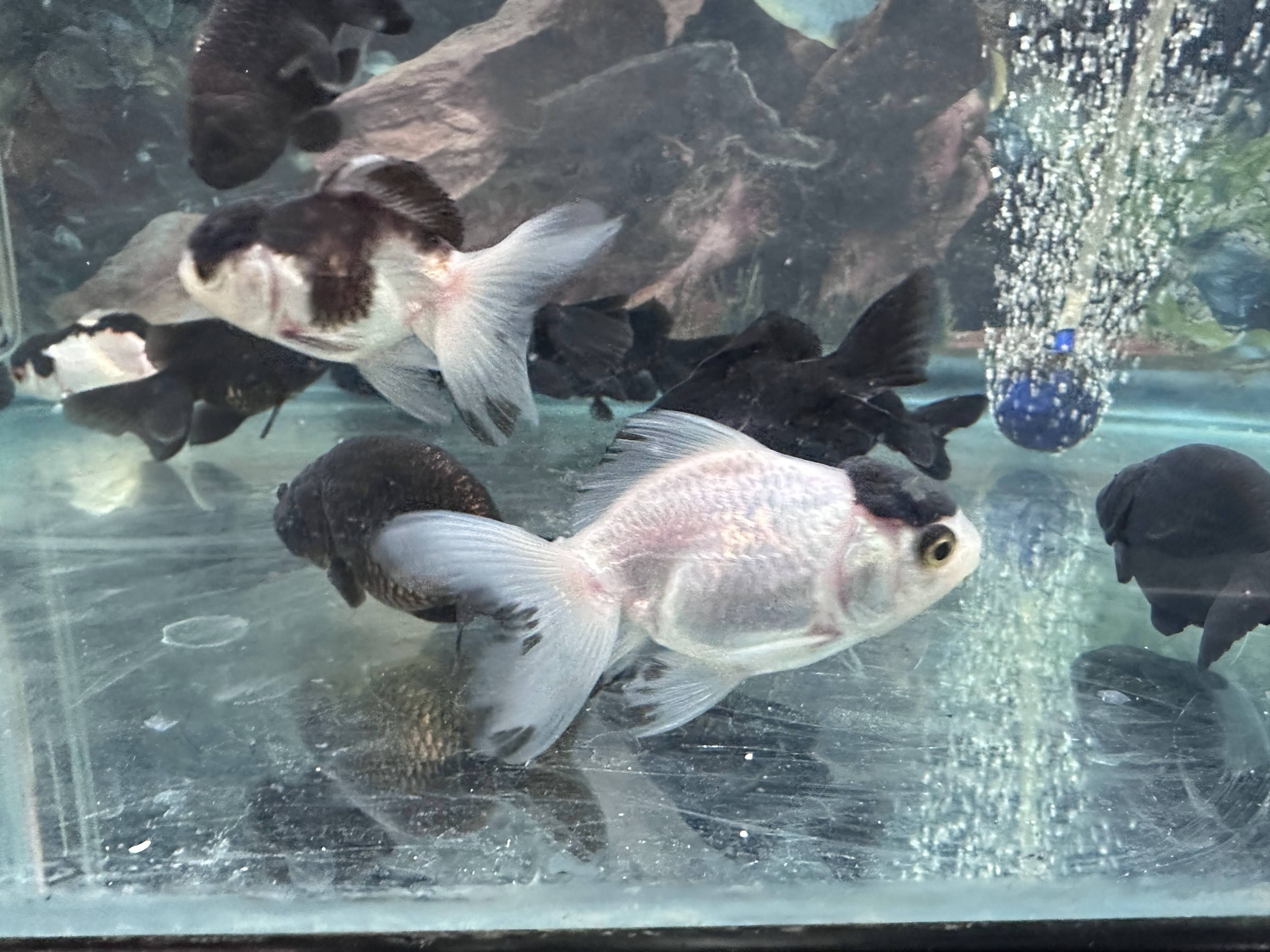 Goldfish For Aquariums: Panda Oranda Goldfish