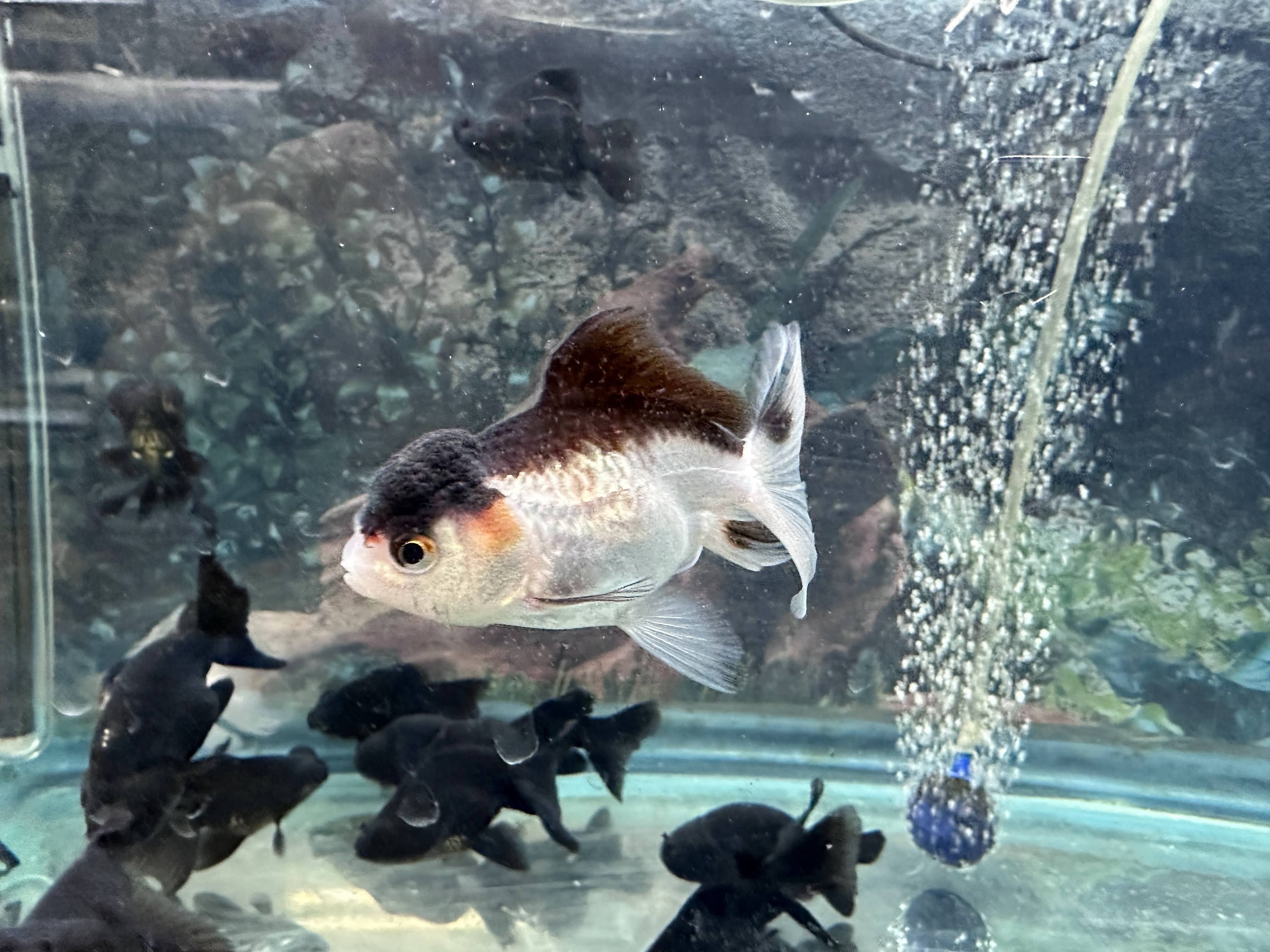 Goldfish For Aquariums: Panda Oranda Goldfish