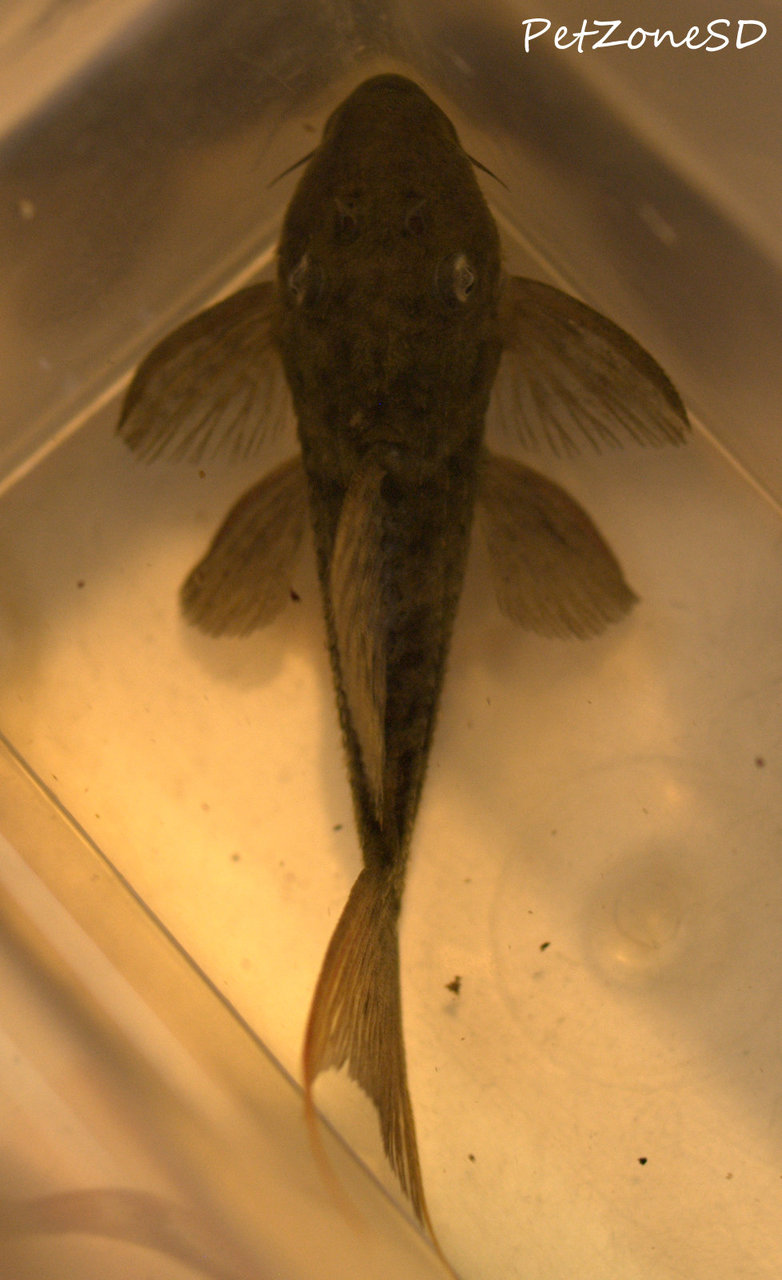 Freshwater Tropical Fish: L025 Scarlet Pleco