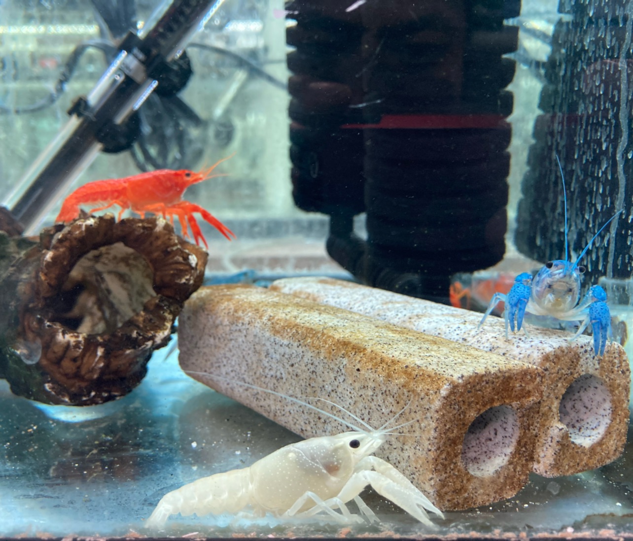 Snow White Lobster