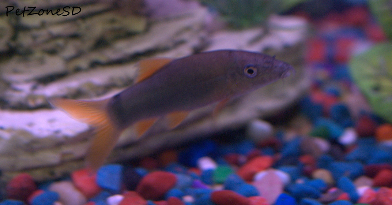 Freshwater Tropical Fish: Redtail Botia Loach (Blue Botia)