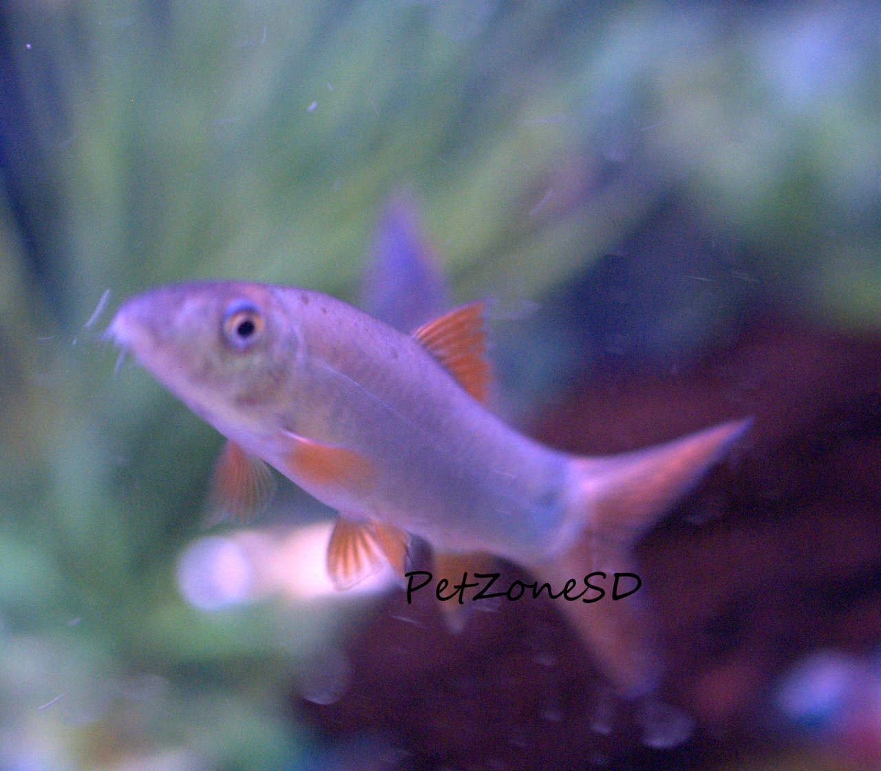 Freshwater Tropical Fish: Redtail Botia Loach (Blue Botia)