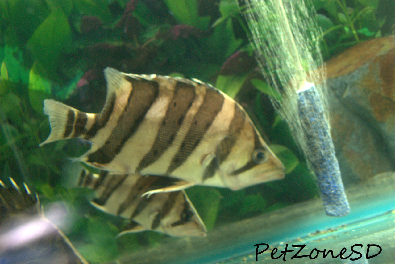 Rare Oddball Tropical Fish: IT Datnoid, Indo Tiger Datnoid
