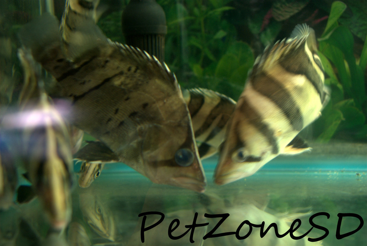 Rare Oddball Tropical Fish: IT Datnoid, Indo Tiger Datnoid