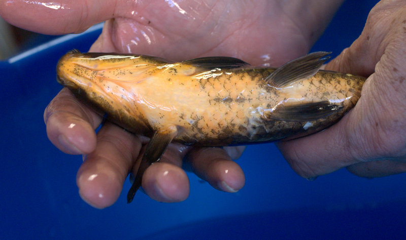 Koi Fish For Freshwater Garden Ponds: Black Koi Fish