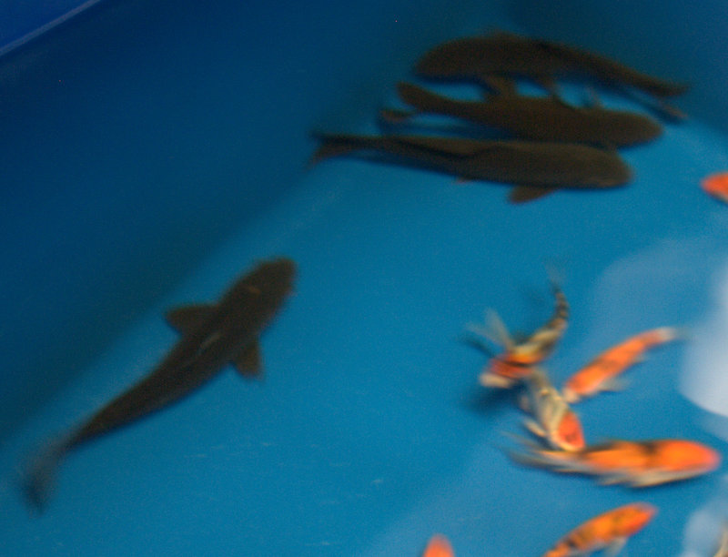 Koi Fish For Freshwater Garden Ponds: Black Koi Fish