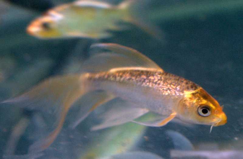 Koi Fish For Freshwater Garden Ponds: Butterfly Koi Fish