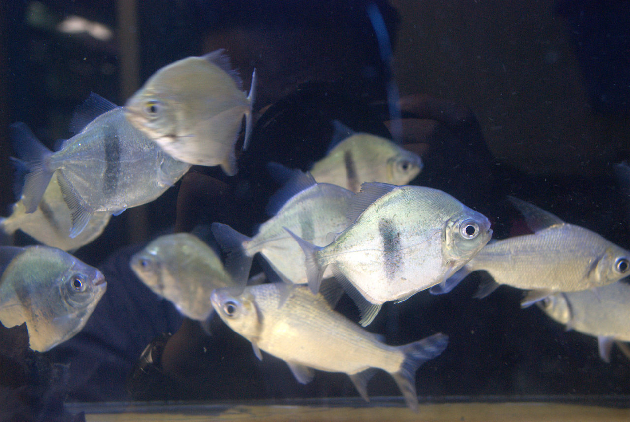 Freshwater Tropical Fish: Blue Hook Silver Dollar (Black-barred Myleus ...