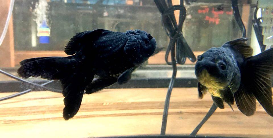 Goldfish For Sale: Black Oranda Goldfish