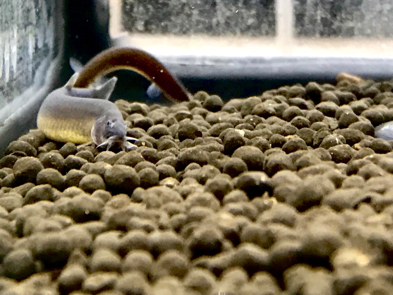 Freshwater Tropical Fish: Kuhli Loach - Pangio kuhlii