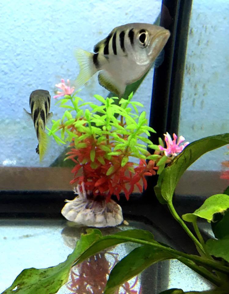 Tropical Fish For Aquariums: Archer Fish - Toxotes jaculatrix