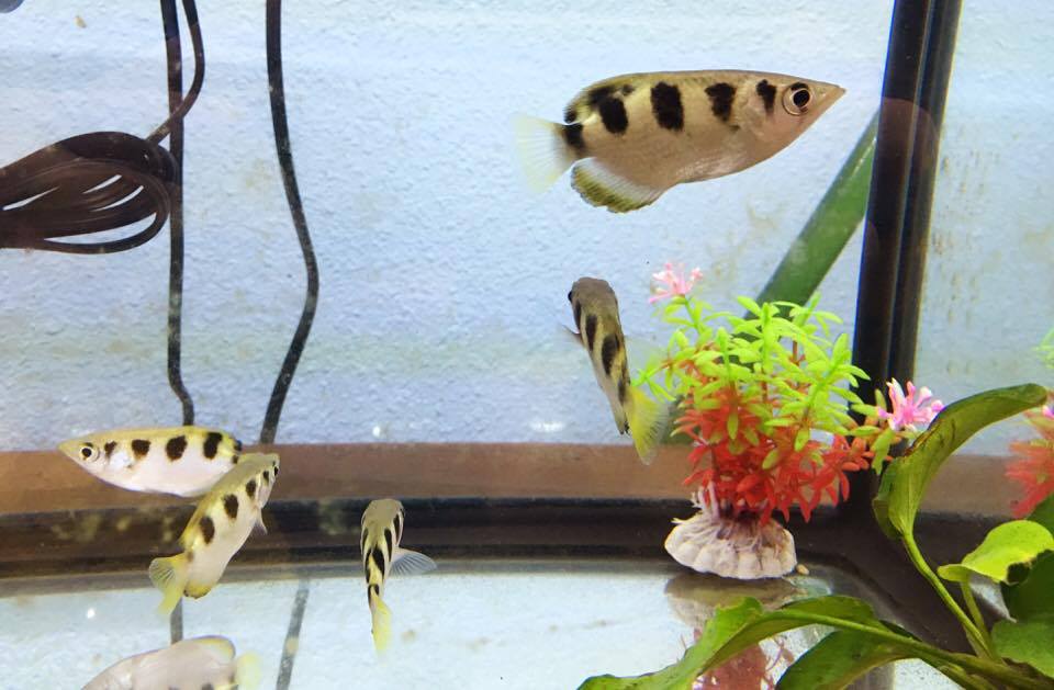 Tropical Fish For Aquariums: Archer Fish - Toxotes jaculatrix