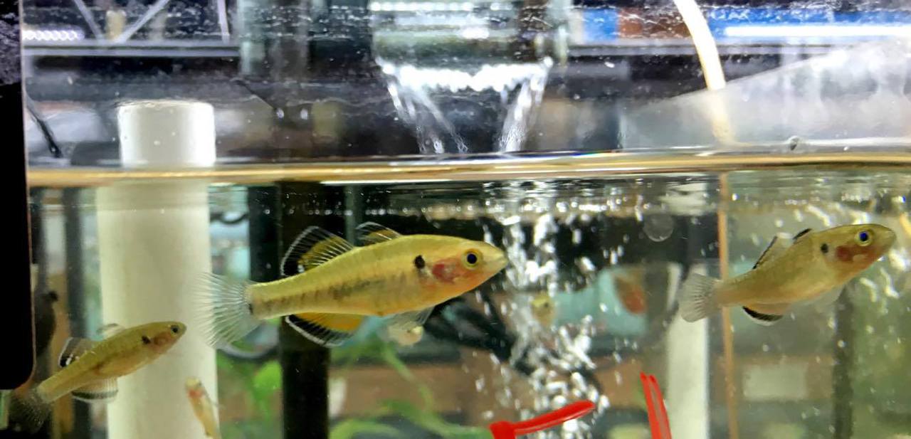 Freshwater & Brackish Water Tropical Fish: Empire Gudgeon Goby ...
