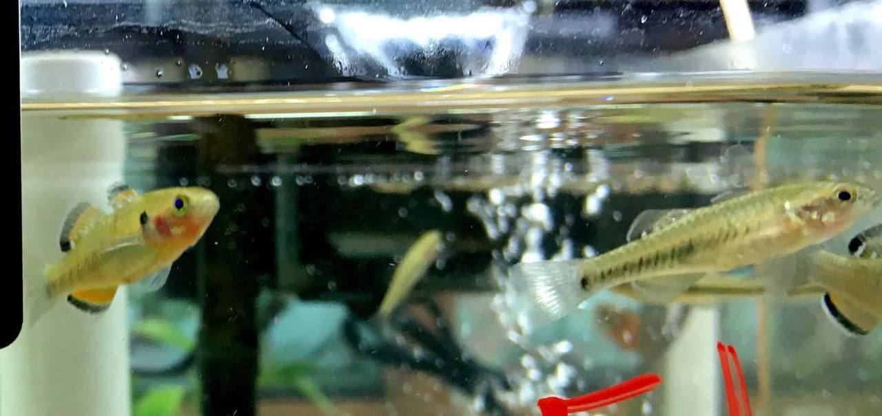Freshwater & Brackish Water Tropical Fish: Empire Gudgeon Goby ...