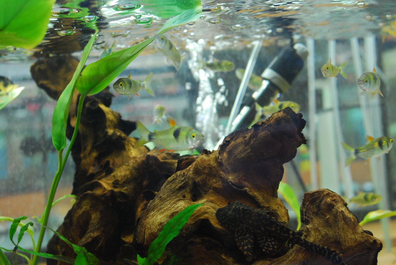Freshwater Tropical Fish: Bucktooth Tetra - Exodon paradoxus