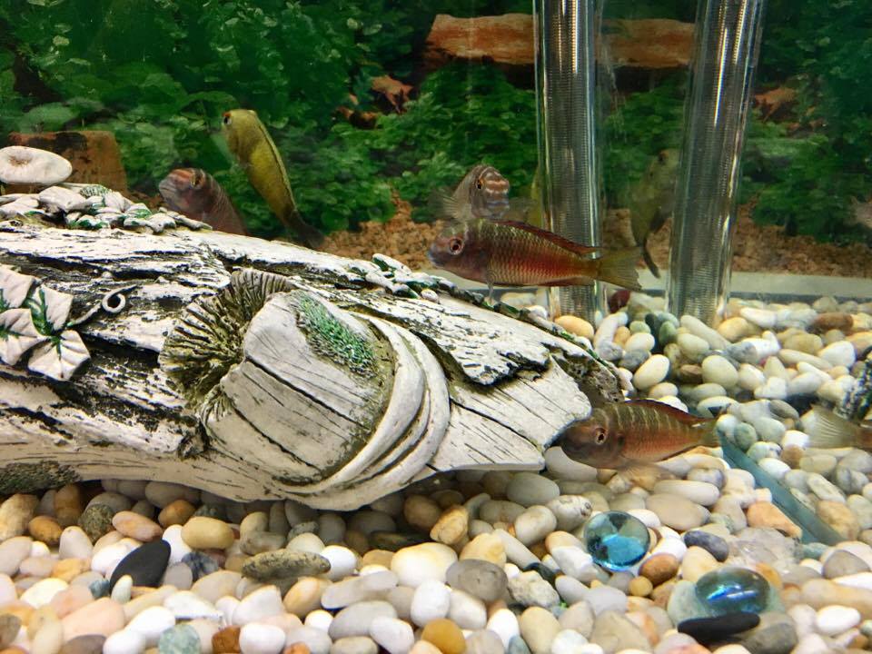 Tanganyikan Cichlids For Sale: Tropheus Moliro Firecracker – Tropheus ...