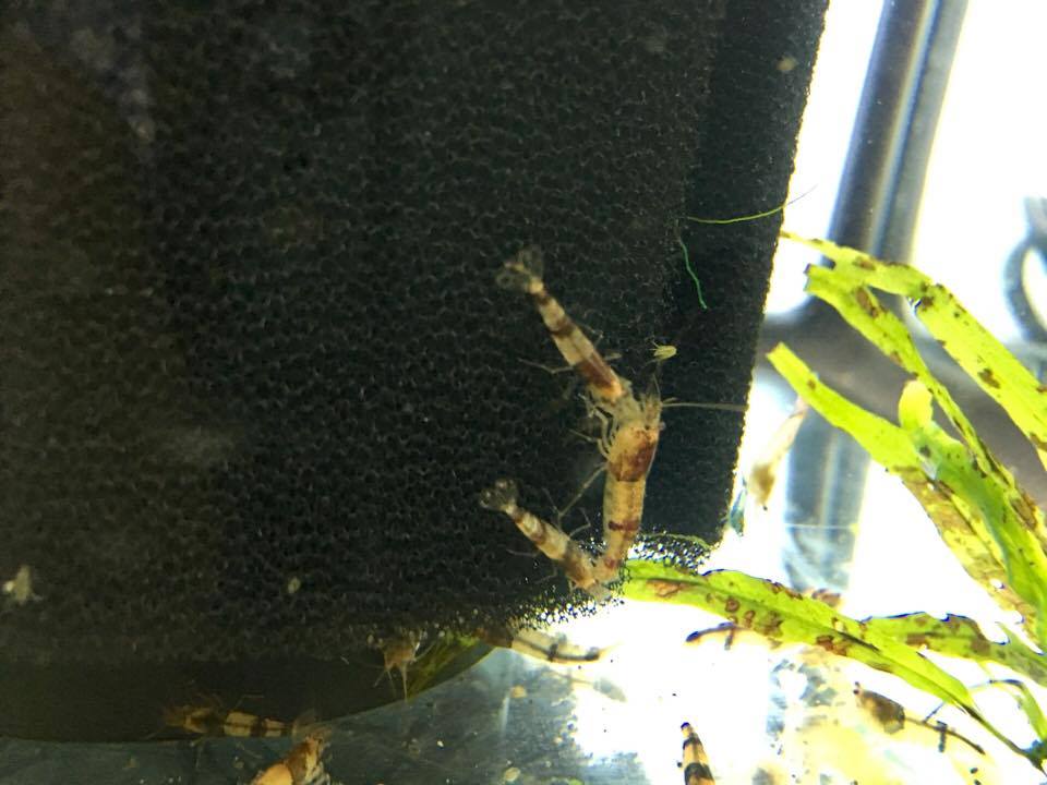 Tropical Inverts For Freshwater Aquariums: Bee Shrimp (Crystal Black ...
