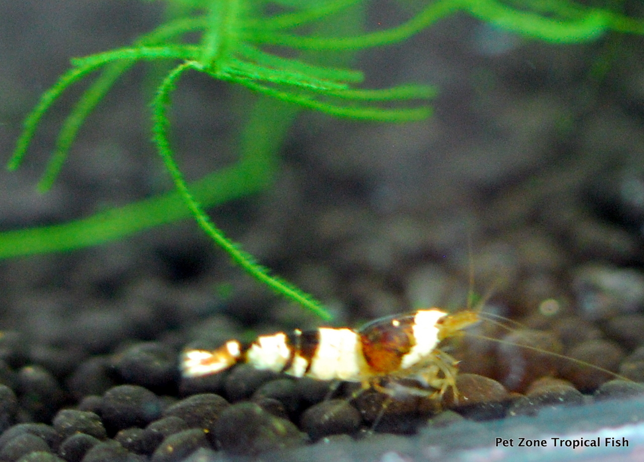 Tropical Inverts For Freshwater Aquariums: Bee Shrimp (Crystal Black ...
