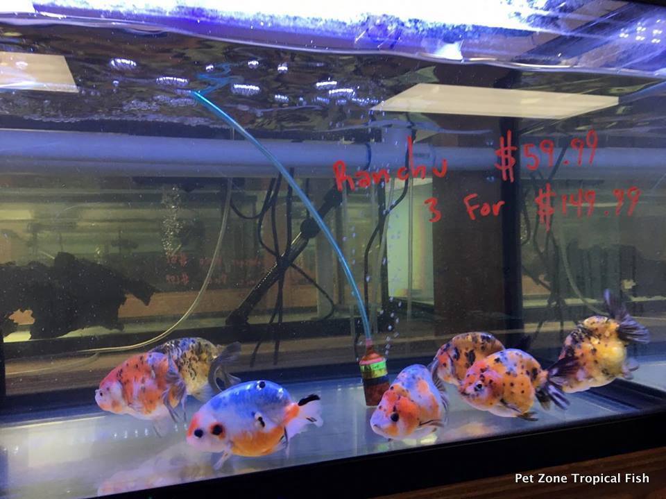 Goldfish For Sale: Calico Ranchu Goldfish