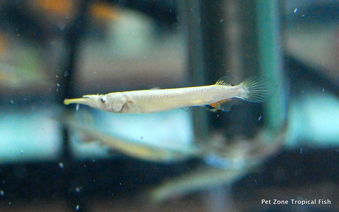Freshwater Tropical Fish: Wrestling Halfbeak - Dermogenys pusilla