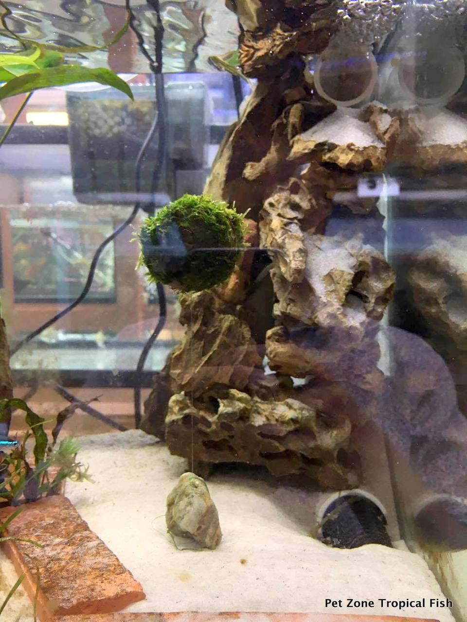 Freshwater Aquarium Plants: Floating Moss Ball